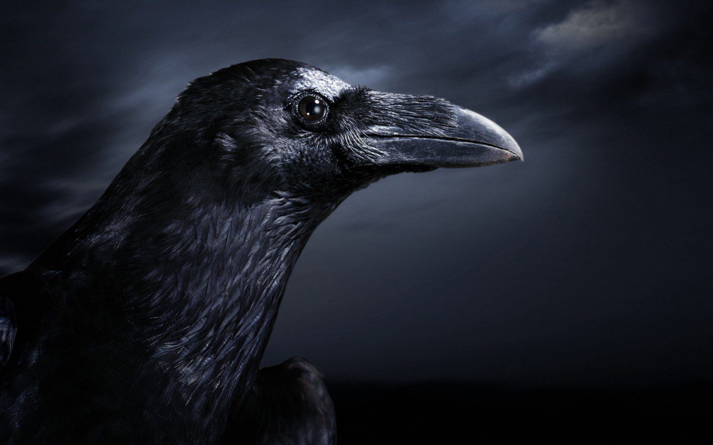 10 Fascinating Facts About Ravens - Jabajabba | Question Everything